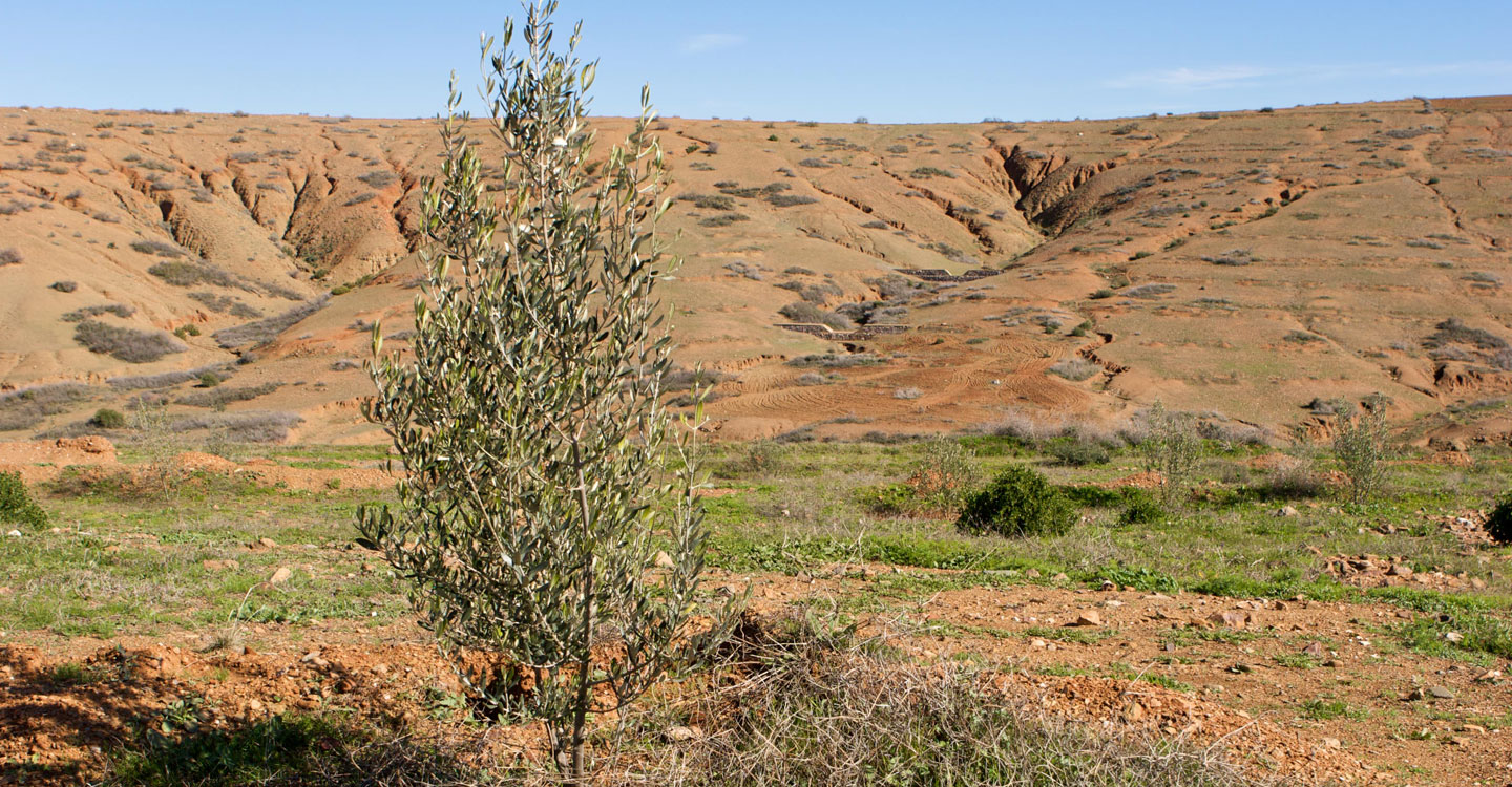 Restoring Morocco’s mountain ecosystems with reforestation - Think Tank ...